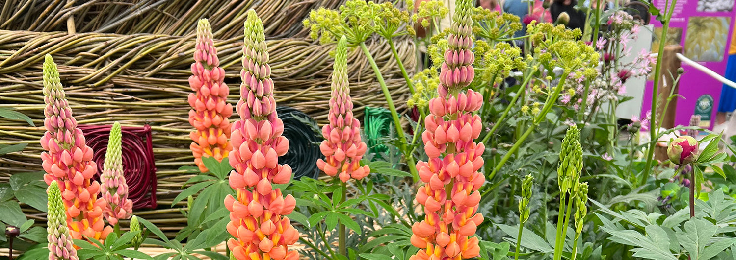 Grow flowers from RHS Chelsea Flower Show 2023 – Unwins UK