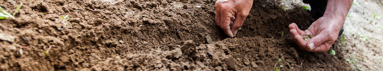 How to Direct Sow - Tips & Advice – Unwins UK