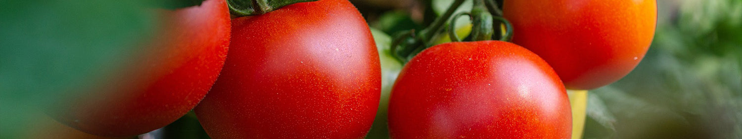 How to Grow Tomatoes - Tips & Advice – Unwins UK