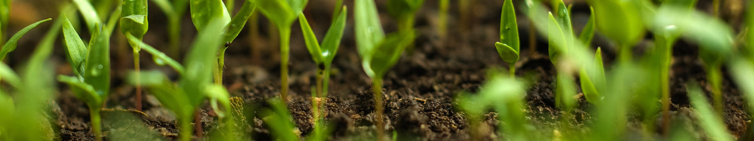 How to Prick Out Seedlings - Tips & Advice – Unwins UK
