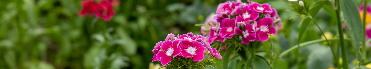 What is a Biennial? - Tips & Advice – Unwins UK