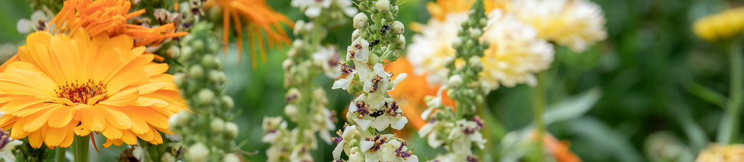 Flowers Seeds - Seeds for Flowers Online UK – Unwins UK