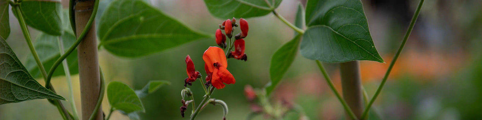 Runner Bean Seeds - Vegetable Seeds – Unwins UK