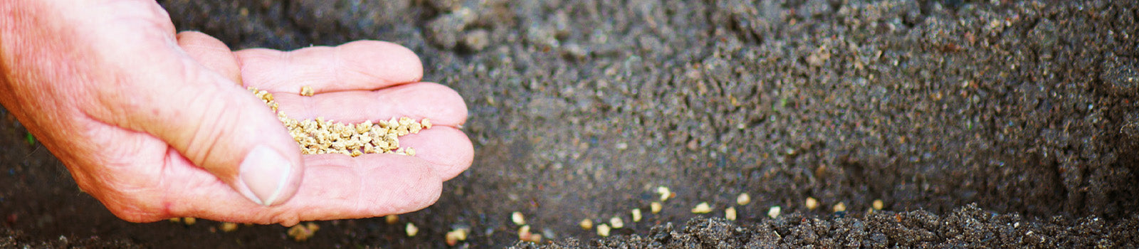 Seeds to Sow in June - Seeds – Unwins UK