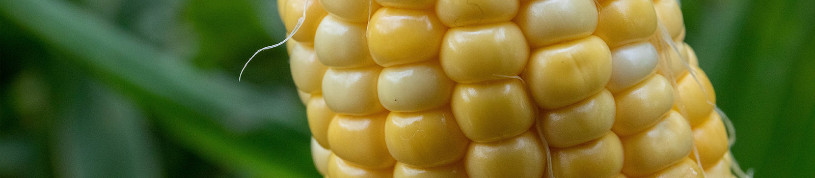 Sweetcorn Seeds - Vegetable Seeds – Unwins UK