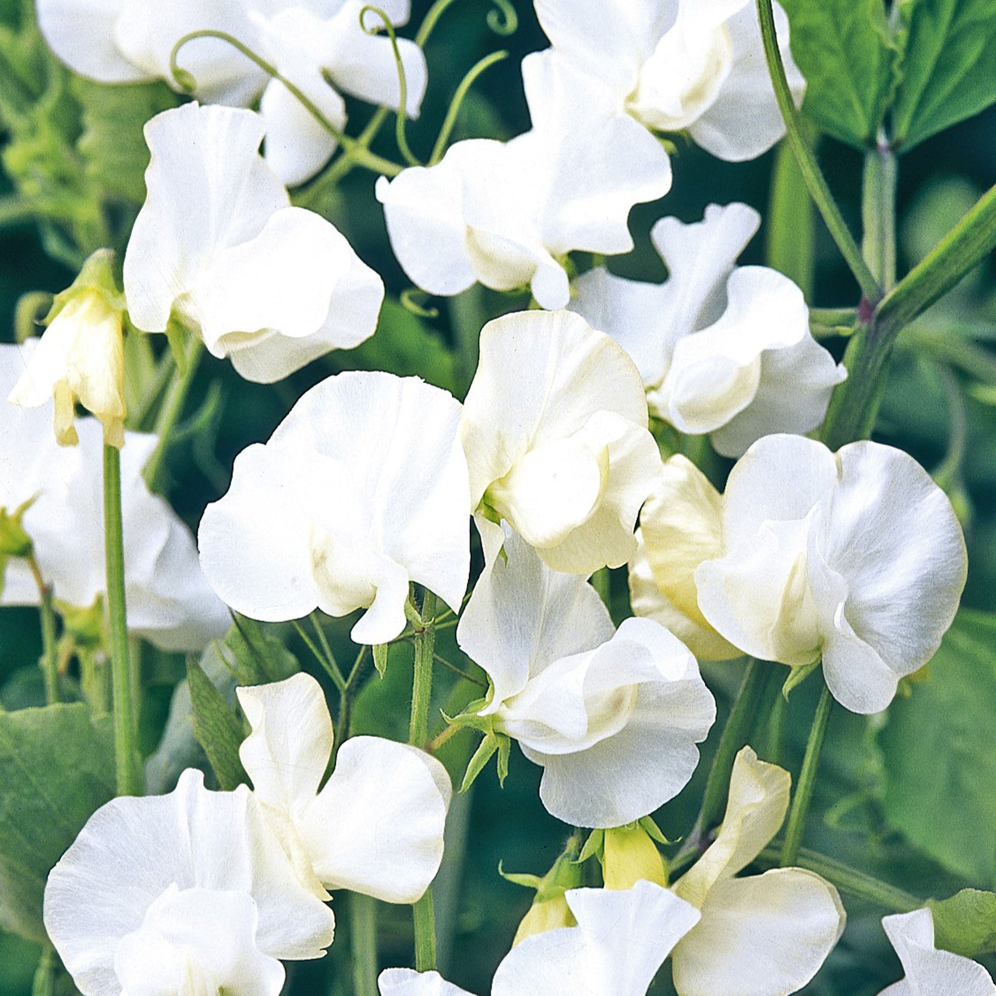 Sweet Peas Seeds - Sweet Peas Seeds Online UK – Unwins UK