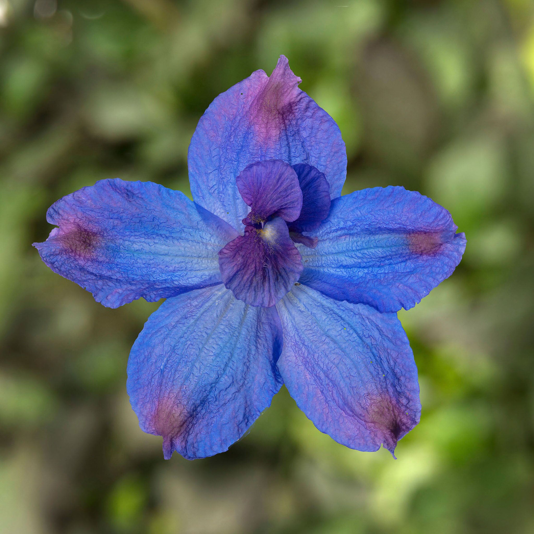Unwins Delphinium Hunky Dory Blue F1 Seeds - Flower Seeds – Unwins UK