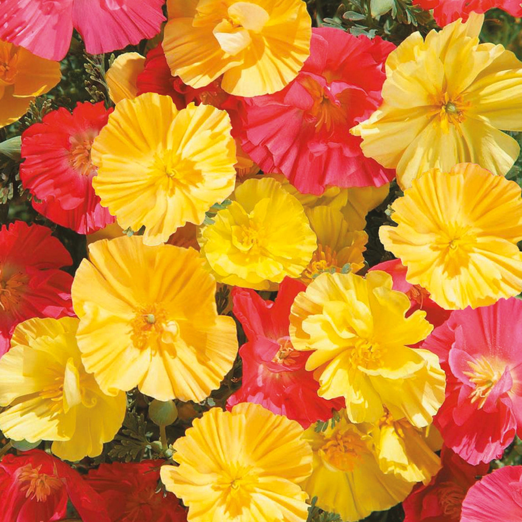 Unwins Californian Poppy Fruit Crush Seeds – Unwins UK