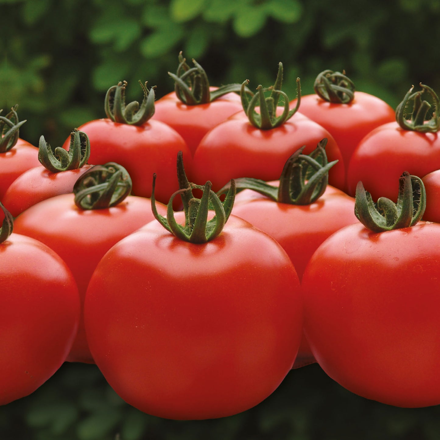 Unwins Round Tomato Orkado F1 Seeds- Vegetable Seeds – Unwins UK