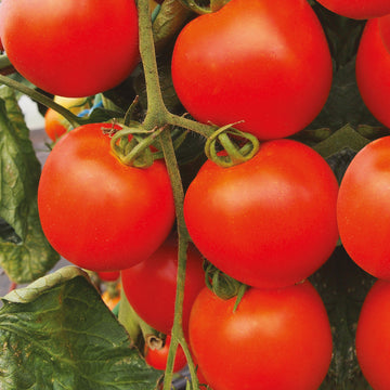 Tomato Seeds - Tomato Seeds UK – Unwins UK