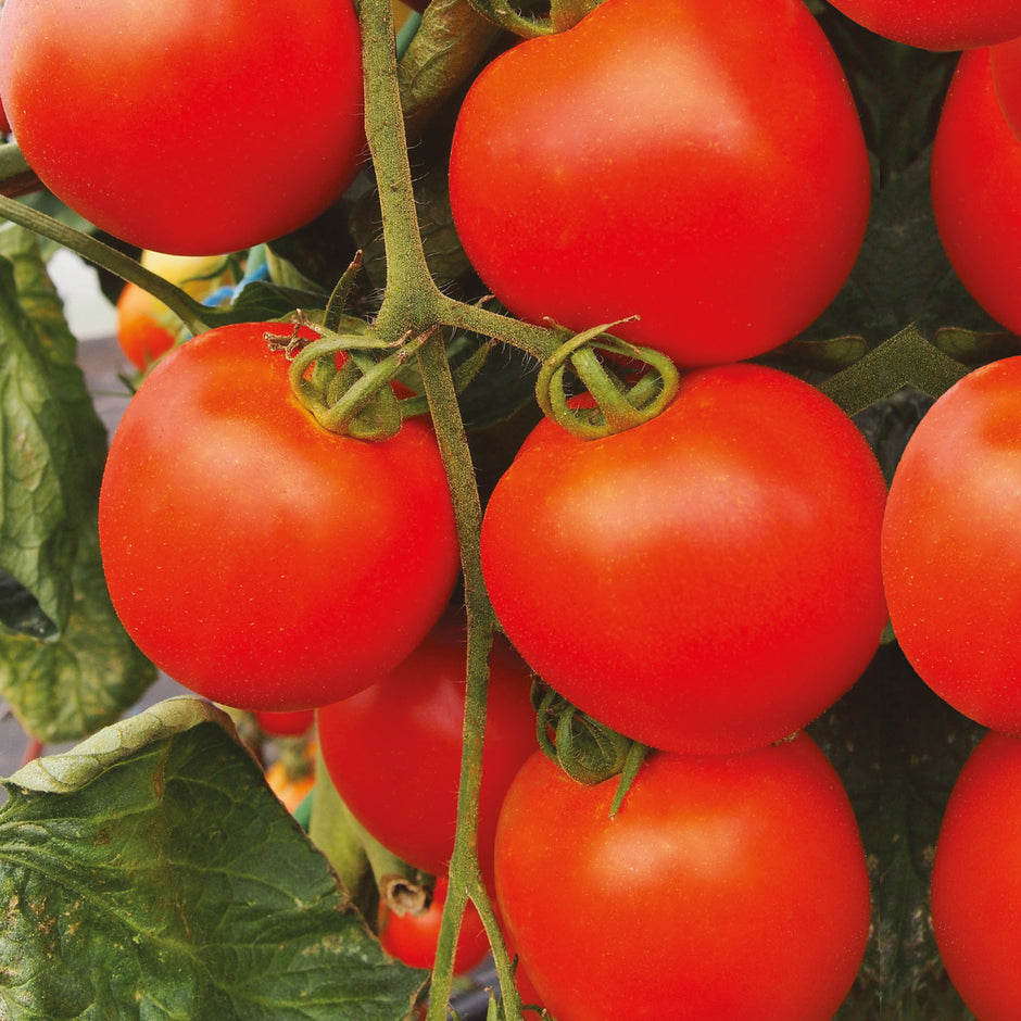 Tomato Seeds - Tomato Seeds UK – Unwins UK