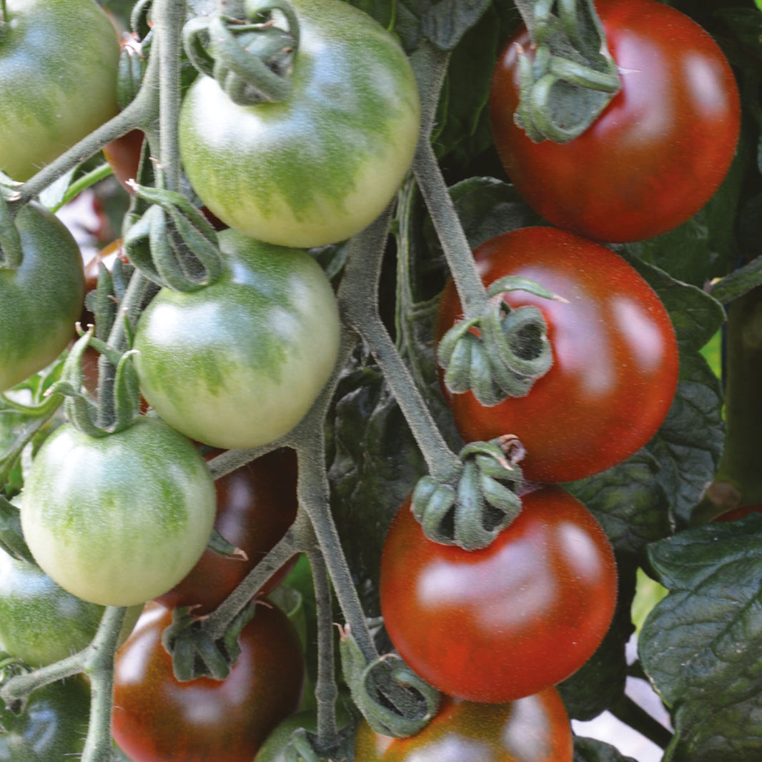 Tomato Seeds - Tomato Seeds UK – Unwins UK