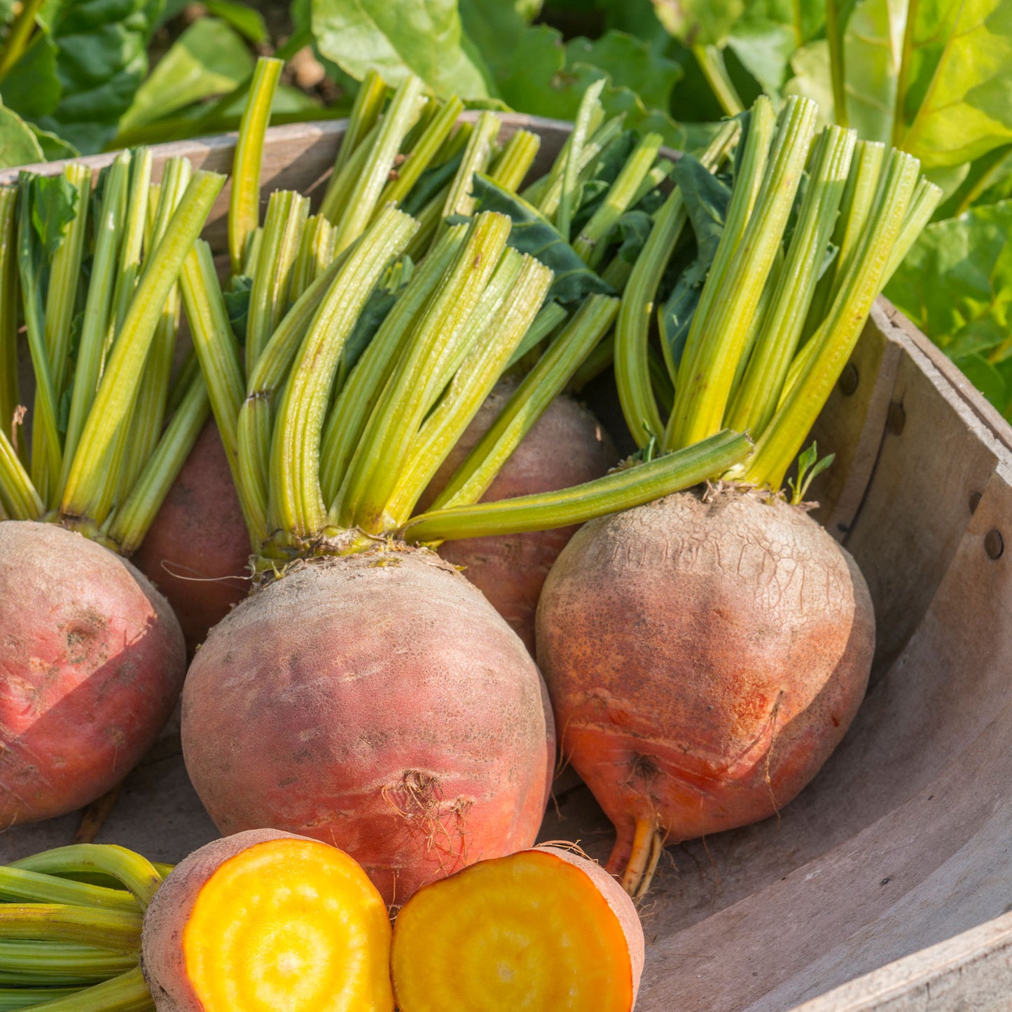 Unwins Beetroot Golden Globe Seeds - Vegetables – Unwins UK