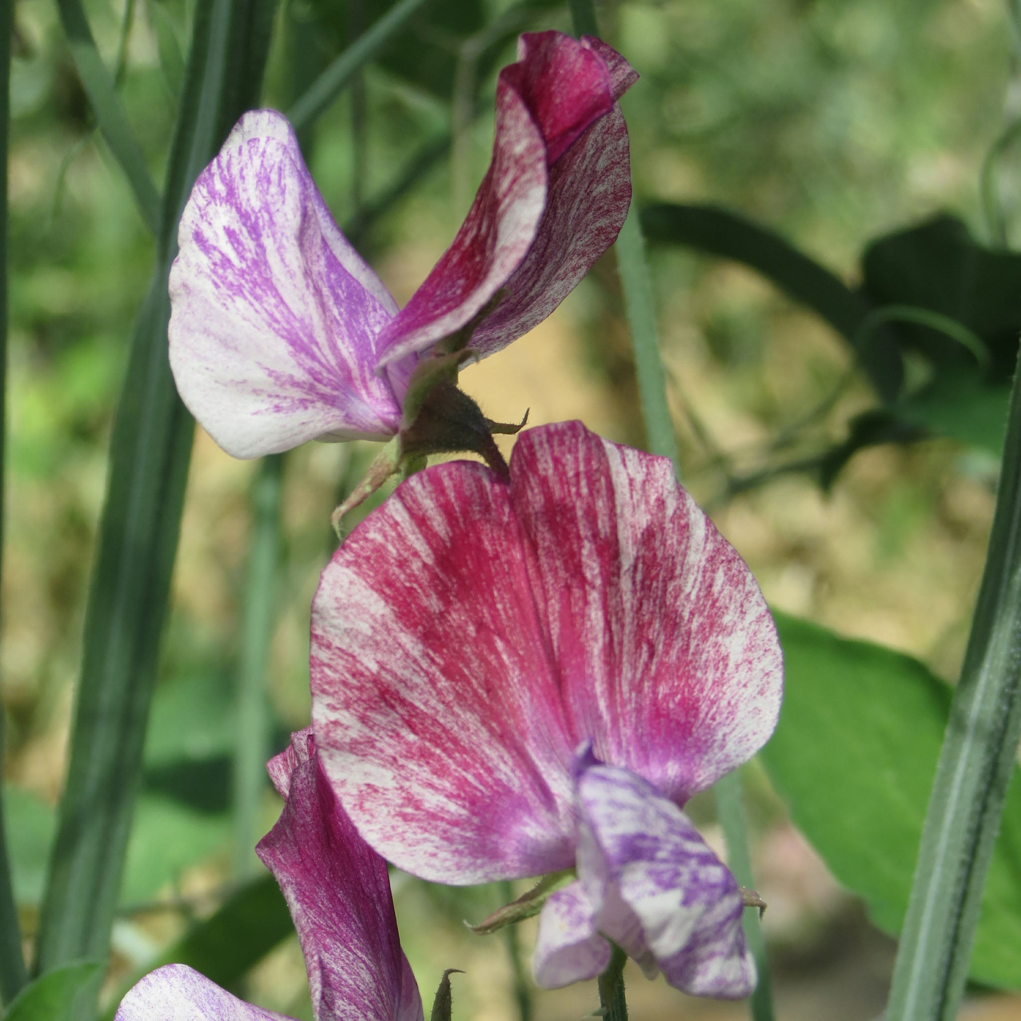Sweet Peas Seeds - Sweet Peas Seeds Online UK – Unwins UK