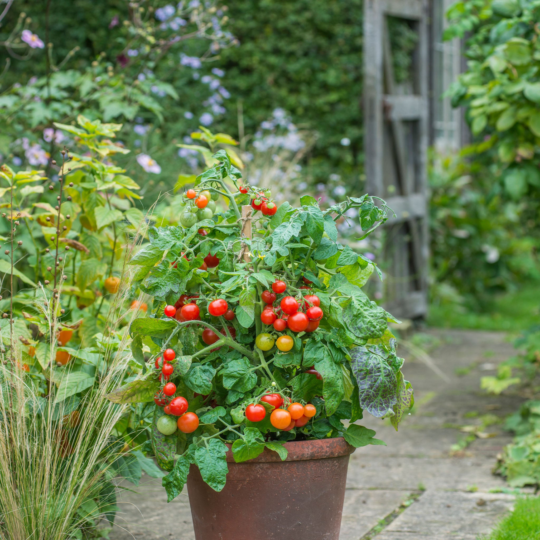 Tomato Seeds - Tomato Seeds UK – Unwins UK