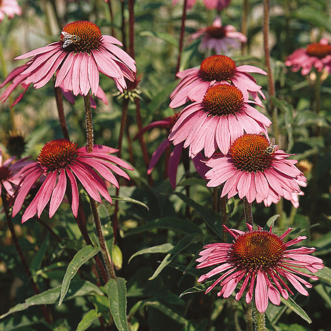 Perennial Seeds - Seeds – Unwins UK