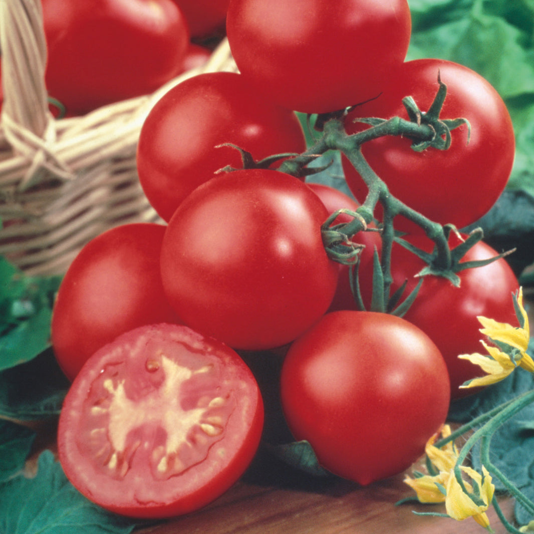 Tomato Seeds - Tomato Seeds UK – Unwins UK