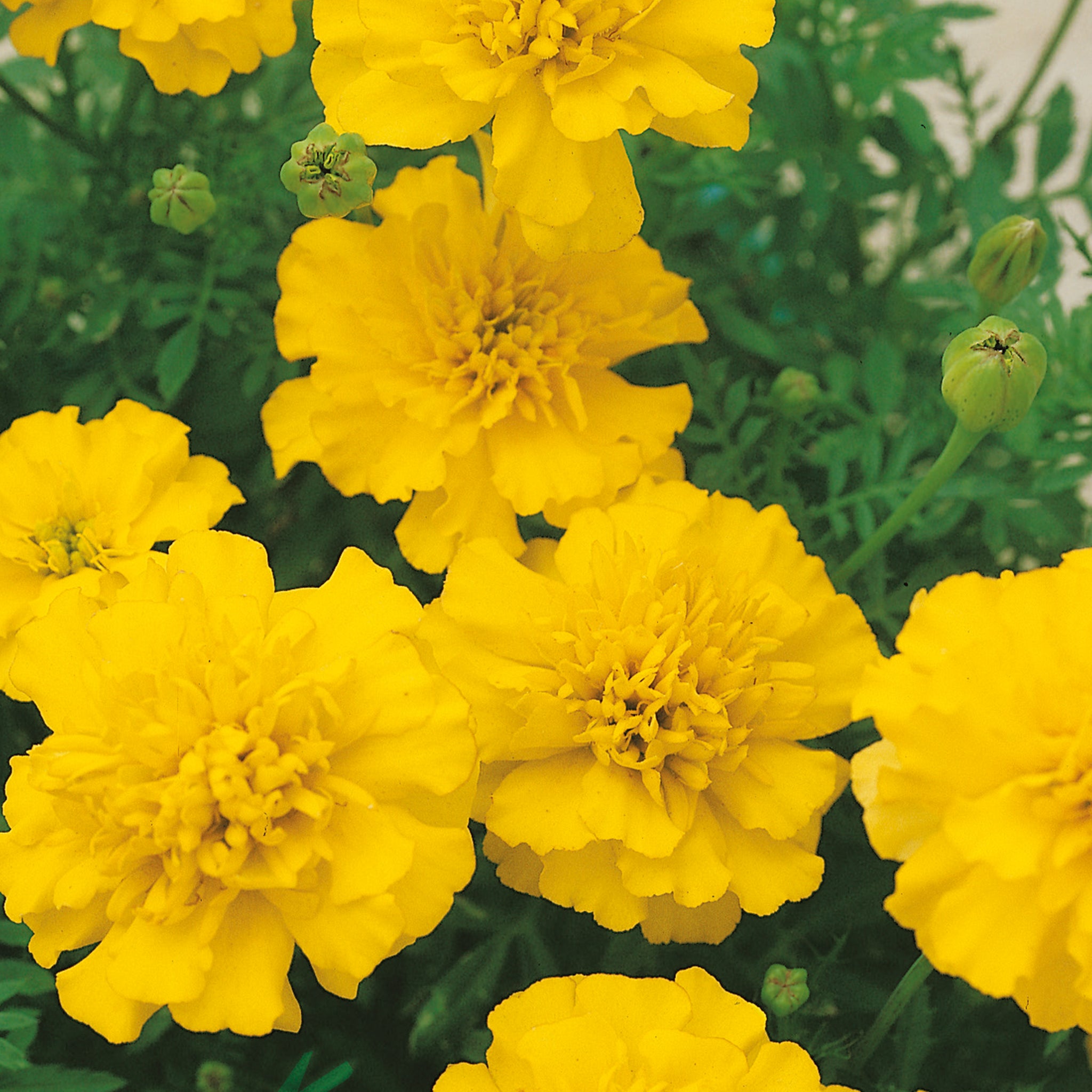Unwins African Marigold Primrose Lady Seeds - Flowers – Unwins UK