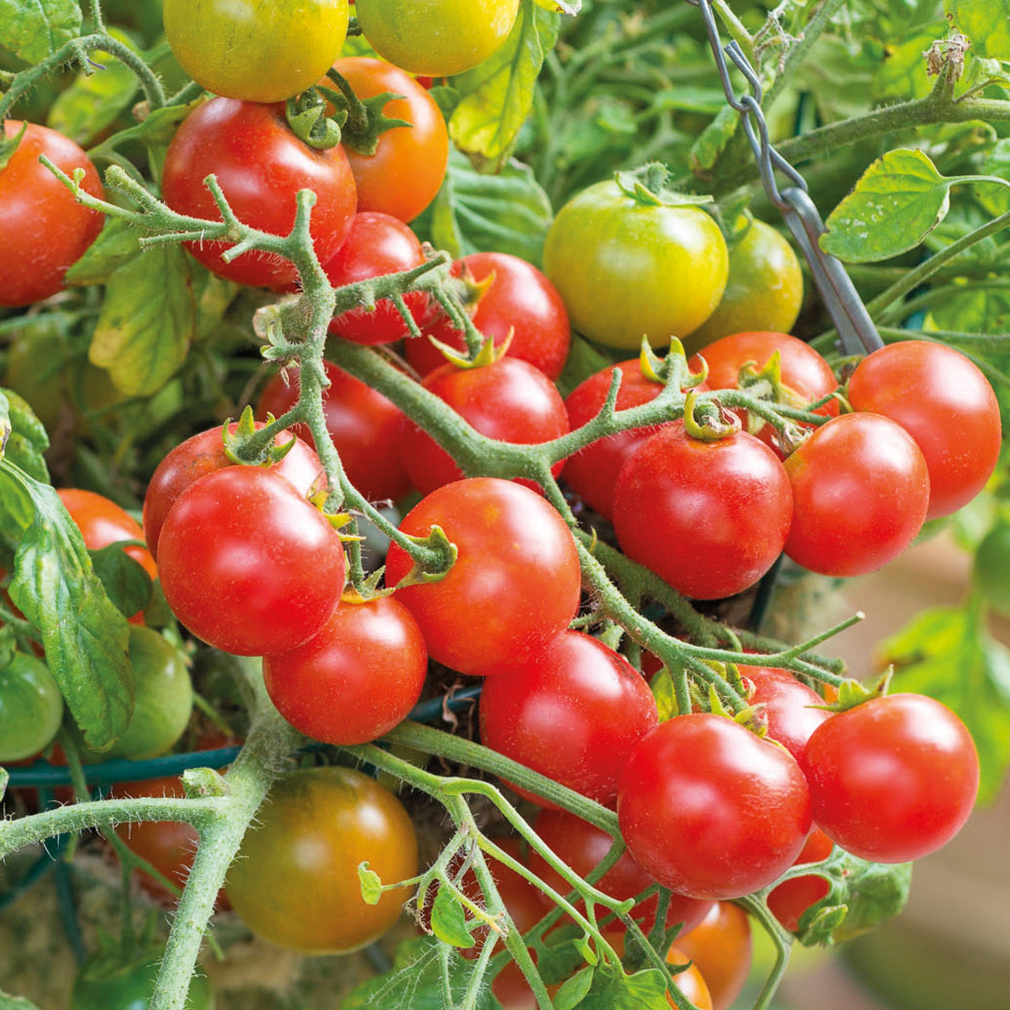 Unwins Cocktail Tomato Terenzo F1 Seeds - Salads – Unwins UK