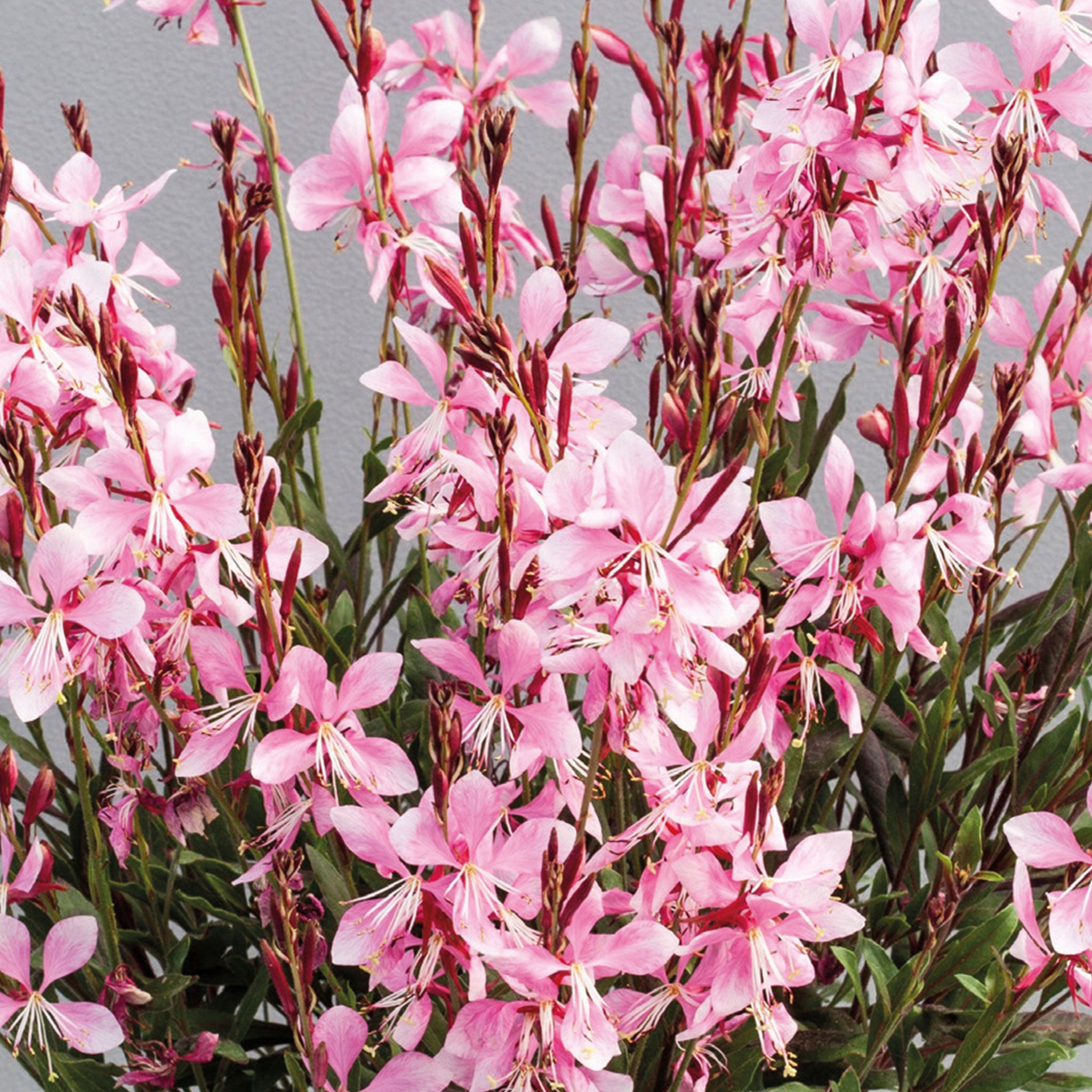 Unwins Gaura Giggles Pink Shades Seeds - Flowers – Unwins UK