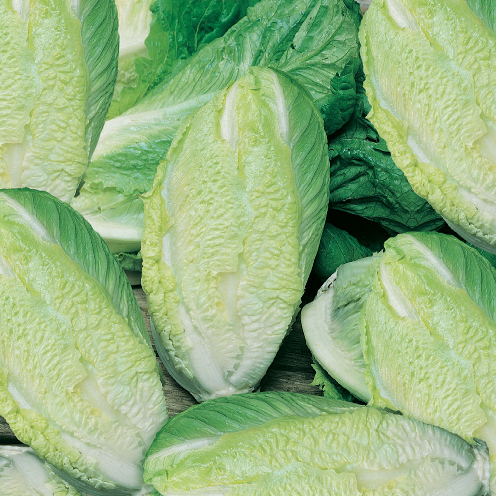 Unwins Cos Lettuce Little Gem Seeds - Vegetables – Unwins UK