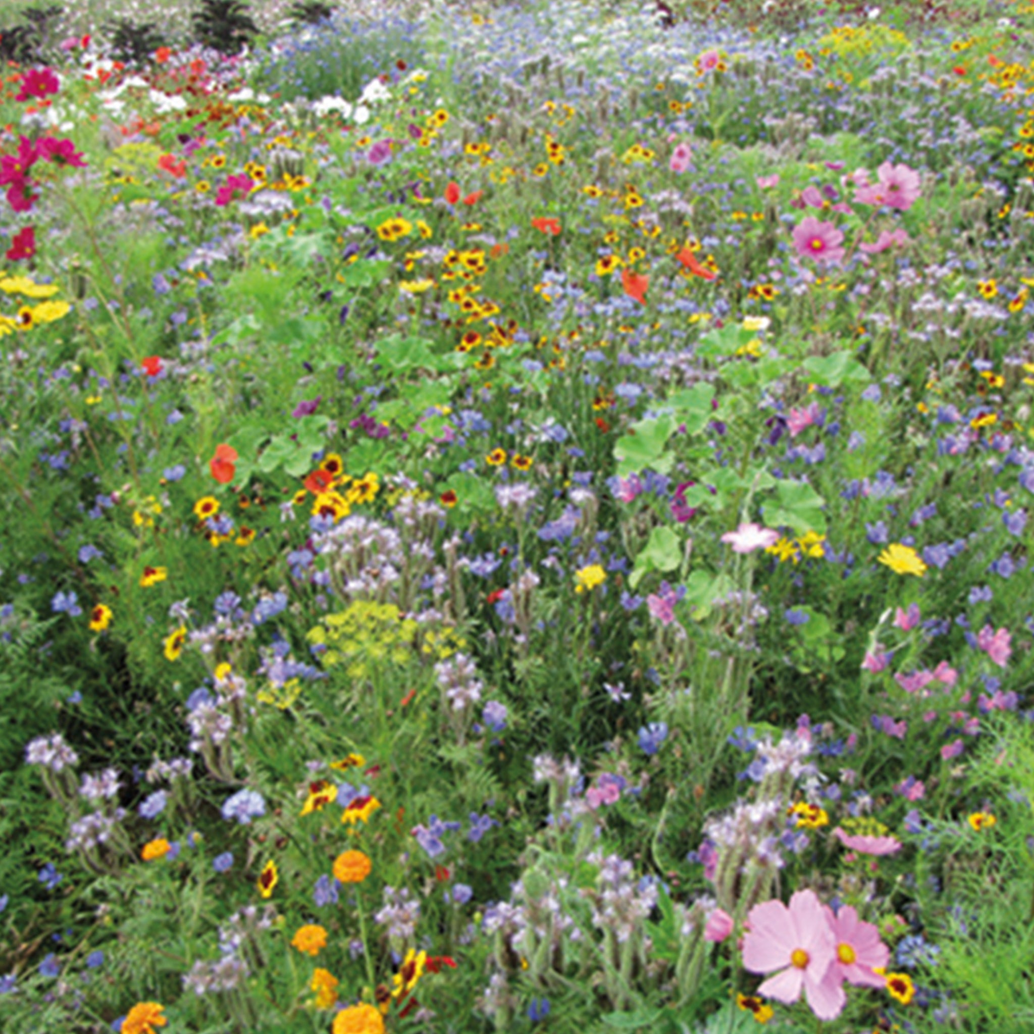 Nature's Haven Bee Mix Seeds - Flowers – Unwins UK