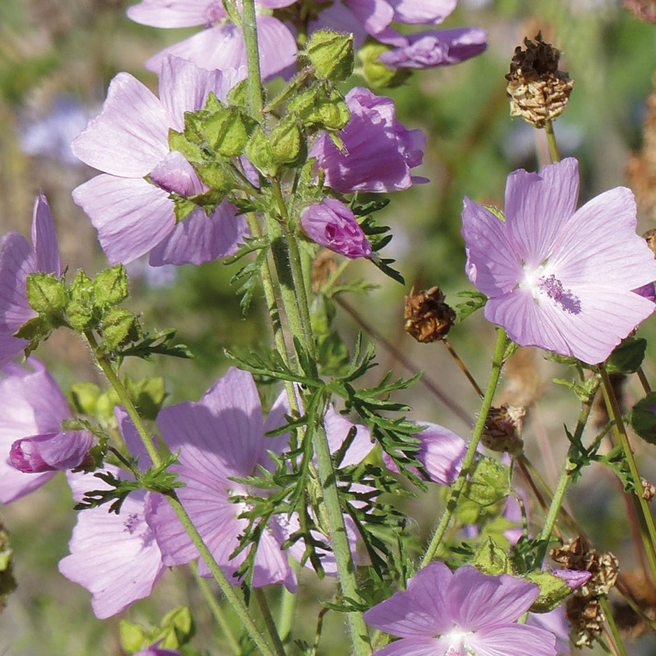 Wildflower & Meadow Seeds - Wildflower Seeds UK – Unwins UK