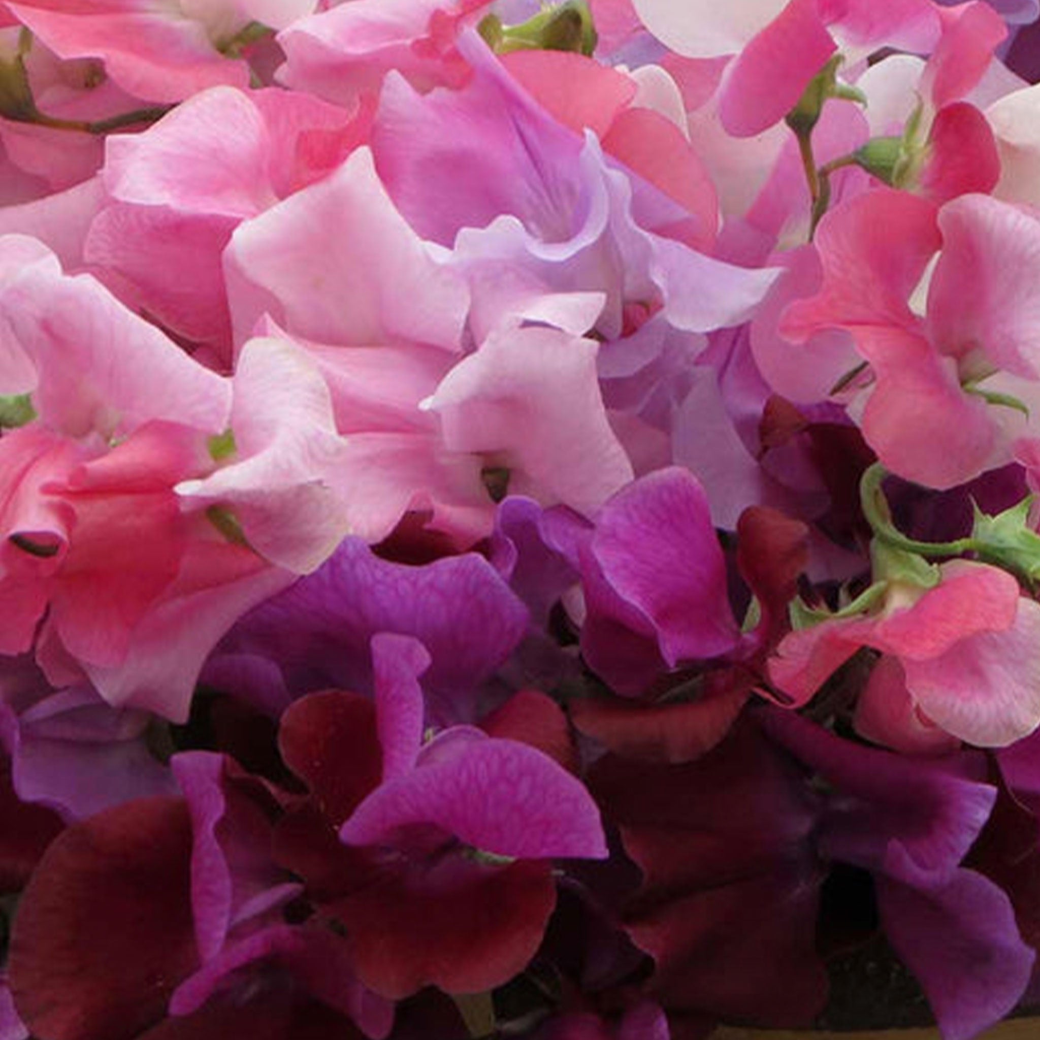 Unwins Sweet Pea Bubble Gum Mix Seeds - Flowers – Unwins UK