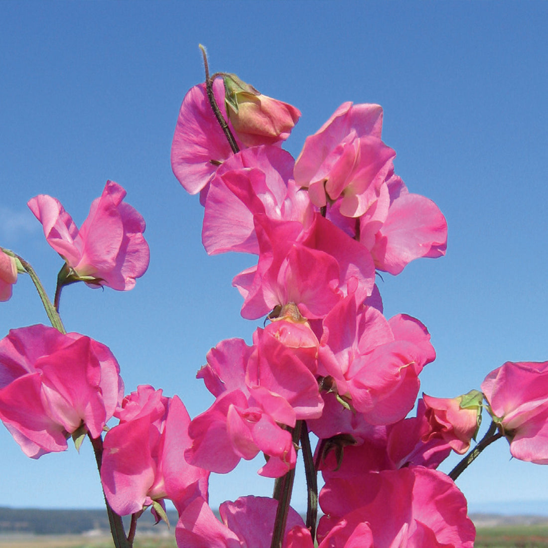 Unwins Sweet Pea Elegance Deep Rose Seeds - Flowers – Unwins UK